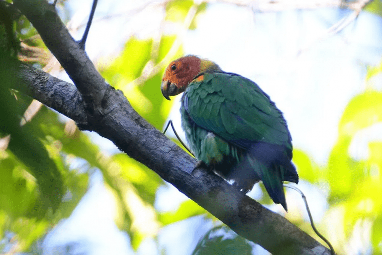Guia de observação de aves flagrou espécie de papagaio careca, raro e ...