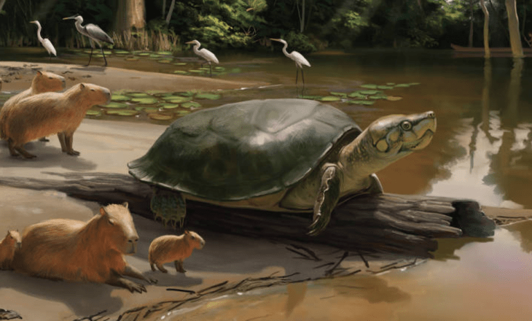 Pesquisadores identificam numa área do rio Madeira tartaruga gigante ...